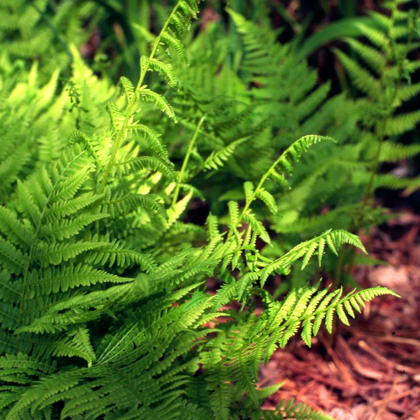 FERNS – Flora to you