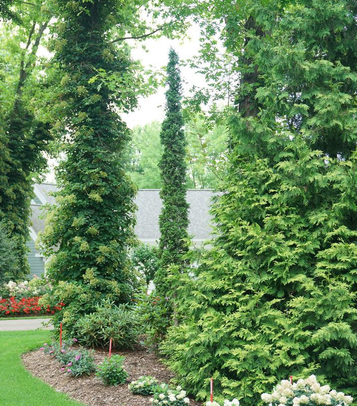 Hedge and Screen Plants – Flora to you