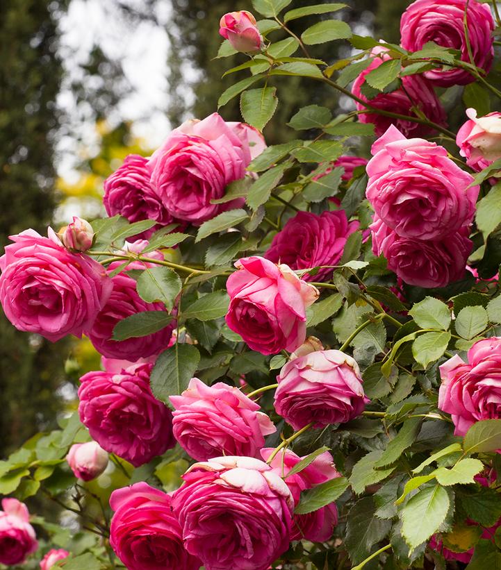 Roses – Flora to you