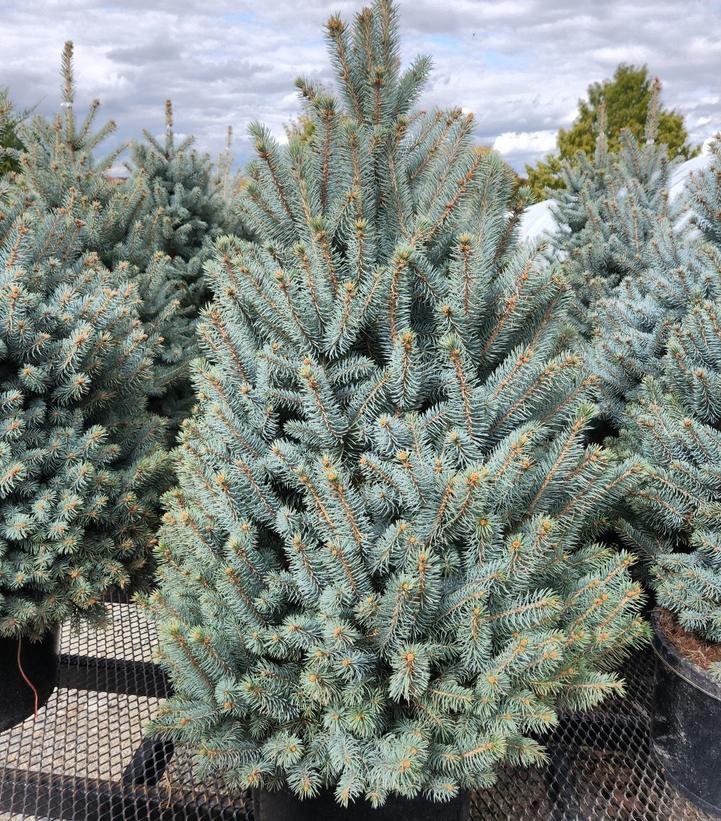 PICEA PUNGENS `BABY BLUE` – Flora to you